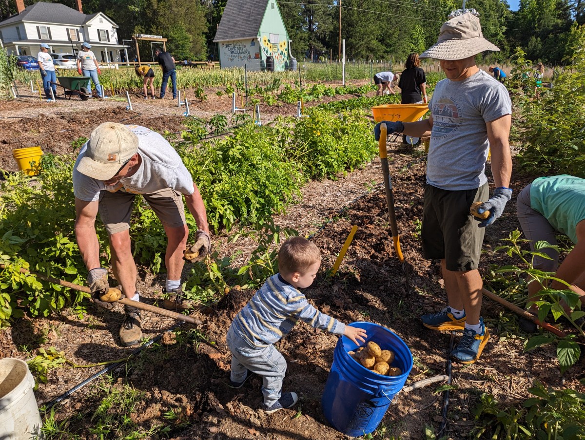 Tater time! – Simple Gifts Community Garden